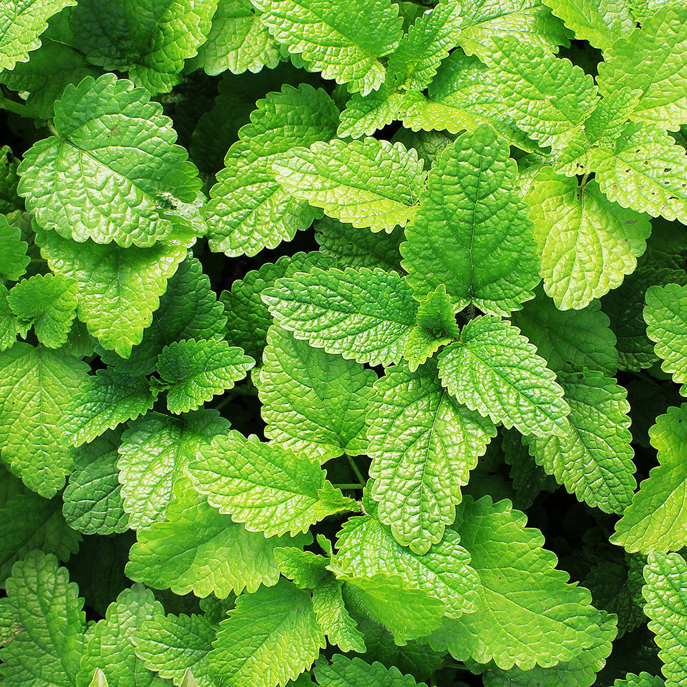 The Perks of Peppermint: Soothing and Purifying Benefits for Skin ...